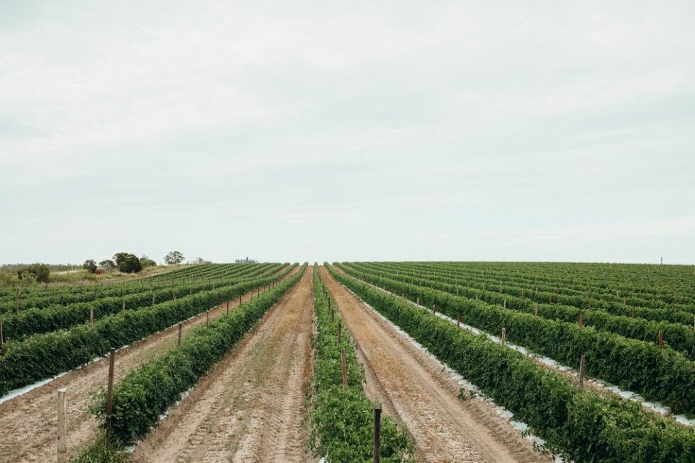 Farming Safe Work Procedures | Sunripe